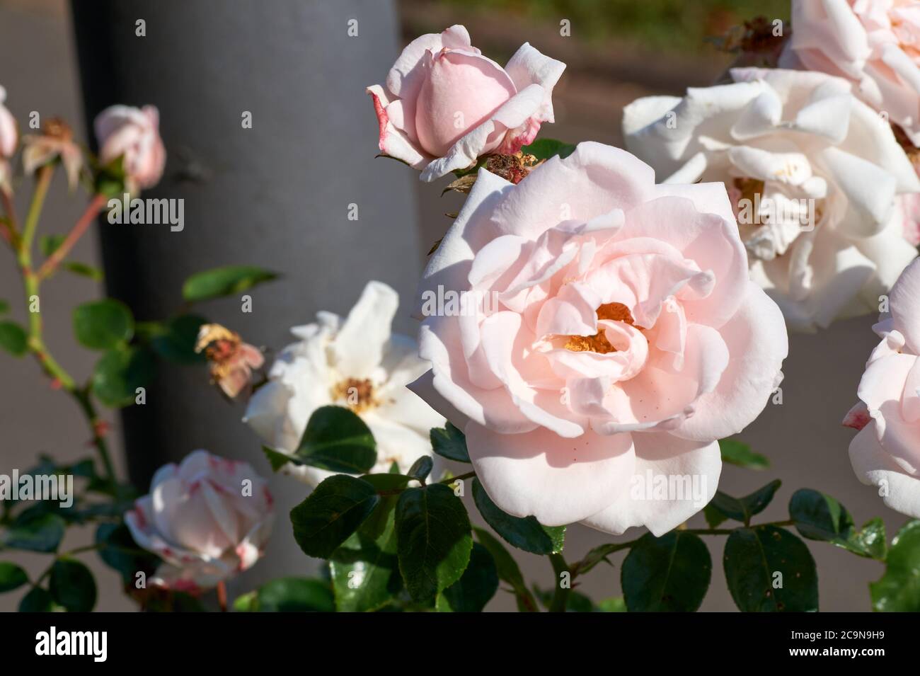 Small white roses bushes hi-res stock photography and images - Alamy