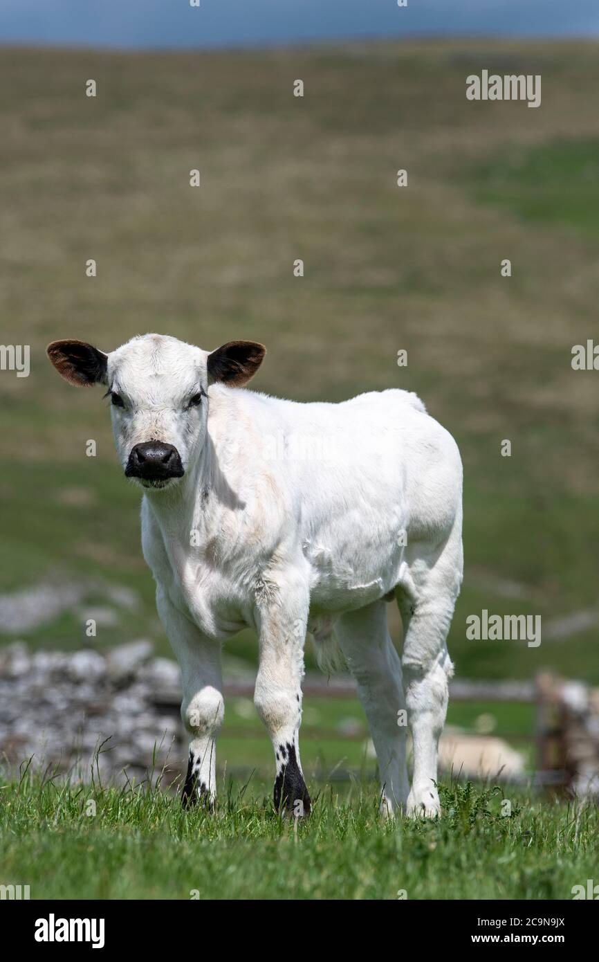 Beef cattle england hi-res stock photography and images - Alamy