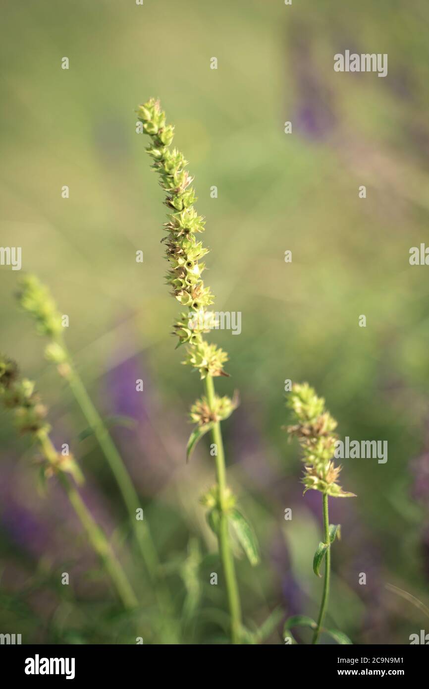 Green field spikelets on a background of purple flowers and green grass ...