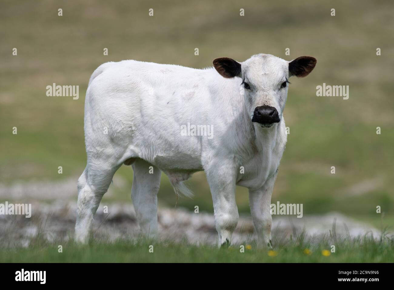 British White calf on an upland pasture in the Yorkshire Dales. British ...