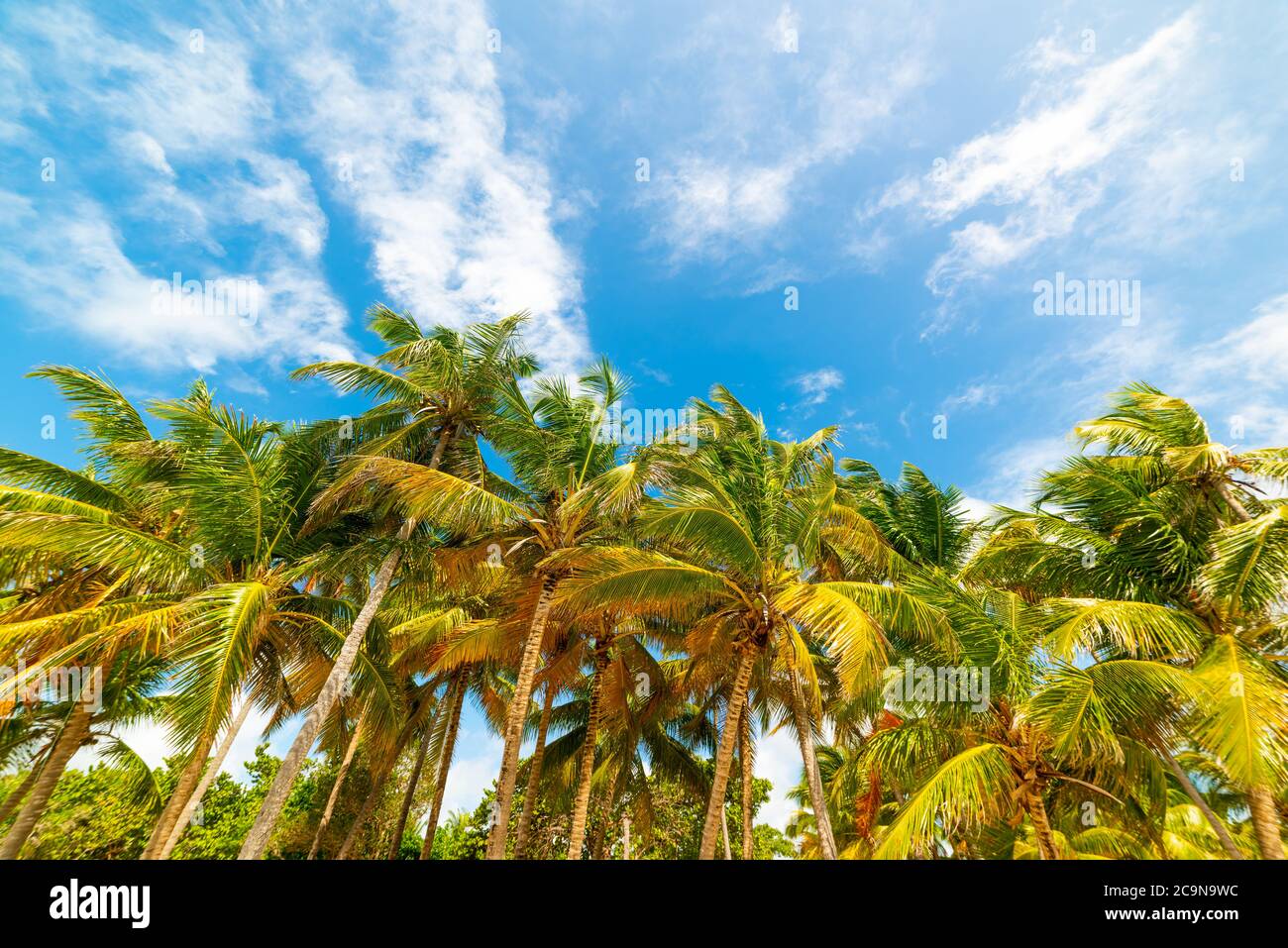 Coconut palm trees in Guadeloupe, French west indies. Lesser Antilles ...