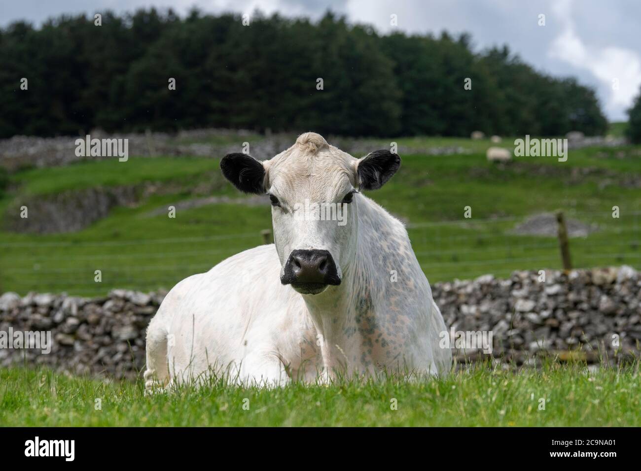 British White cattle grazing in upland pasture Stock Photo - Alamy