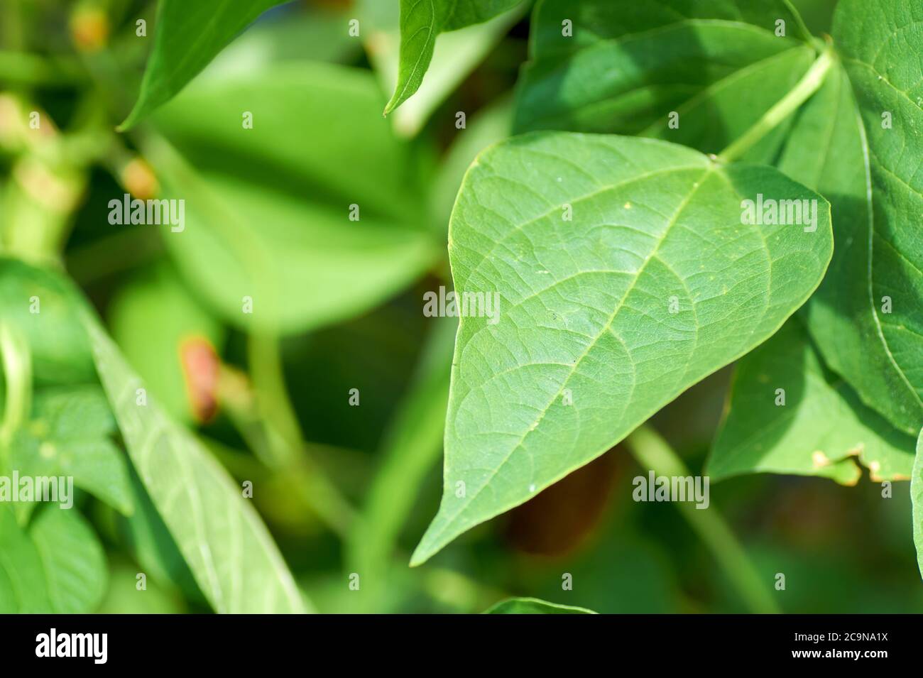 the Green bean plant leaves in sunlight Stock Photo - Alamy