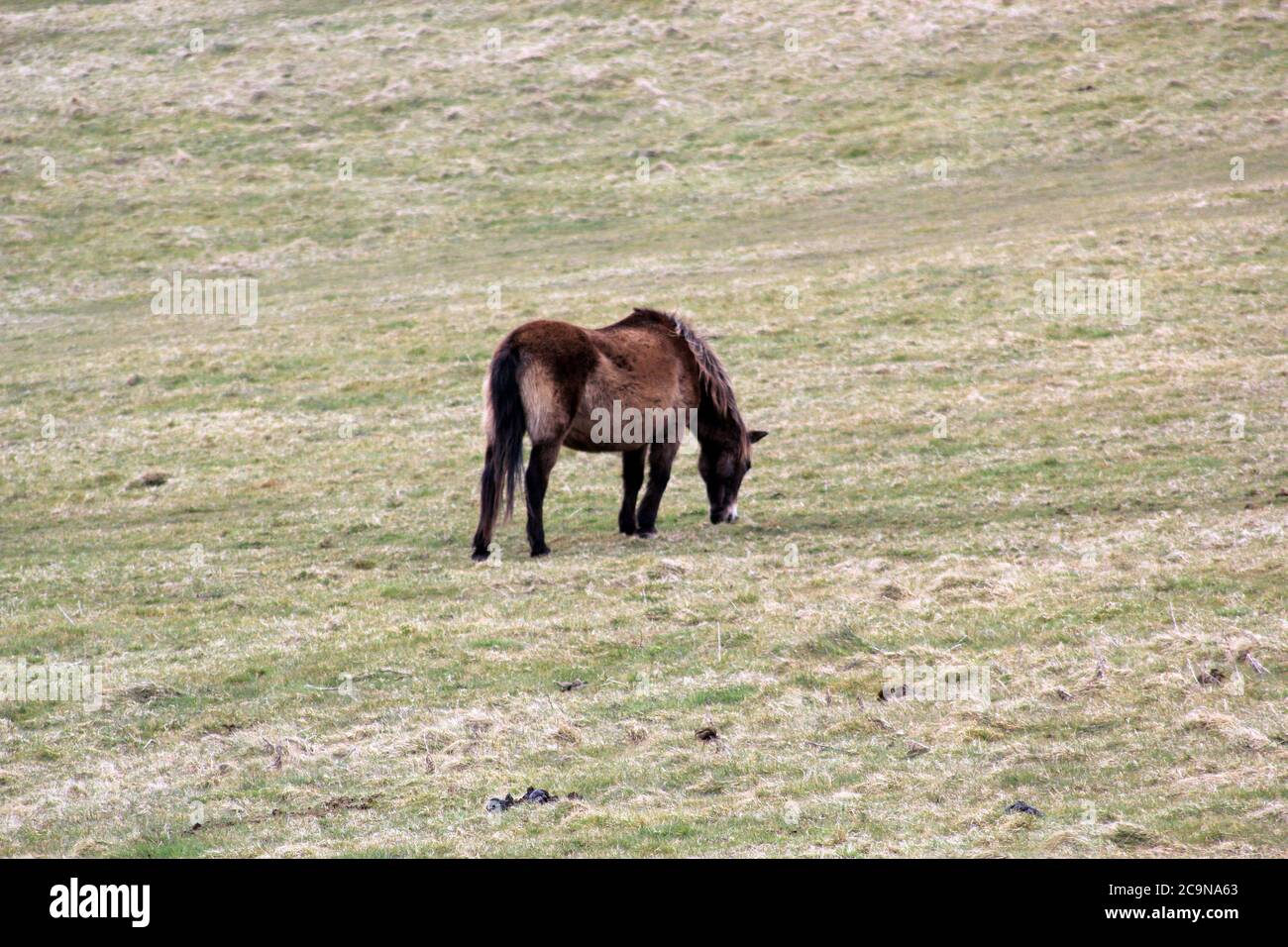 Exmoor Pony or ponies are a breed of horses native to the British isles ...