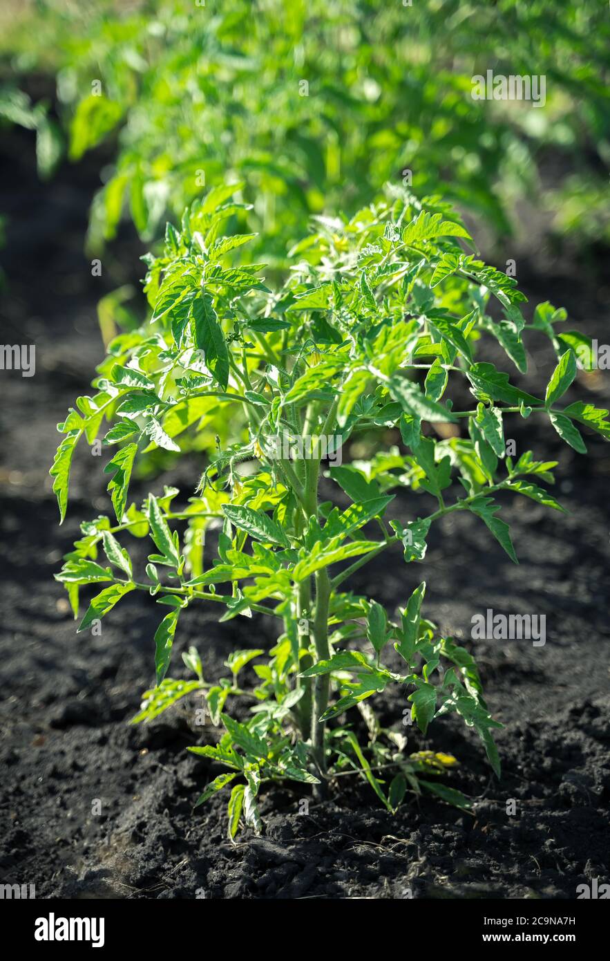 Growing tomatoes in the garden in the open air, tomato bushes with ...