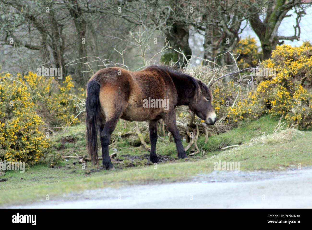 Exmoor Pony or ponies are a breed of horses native to the British isles ...