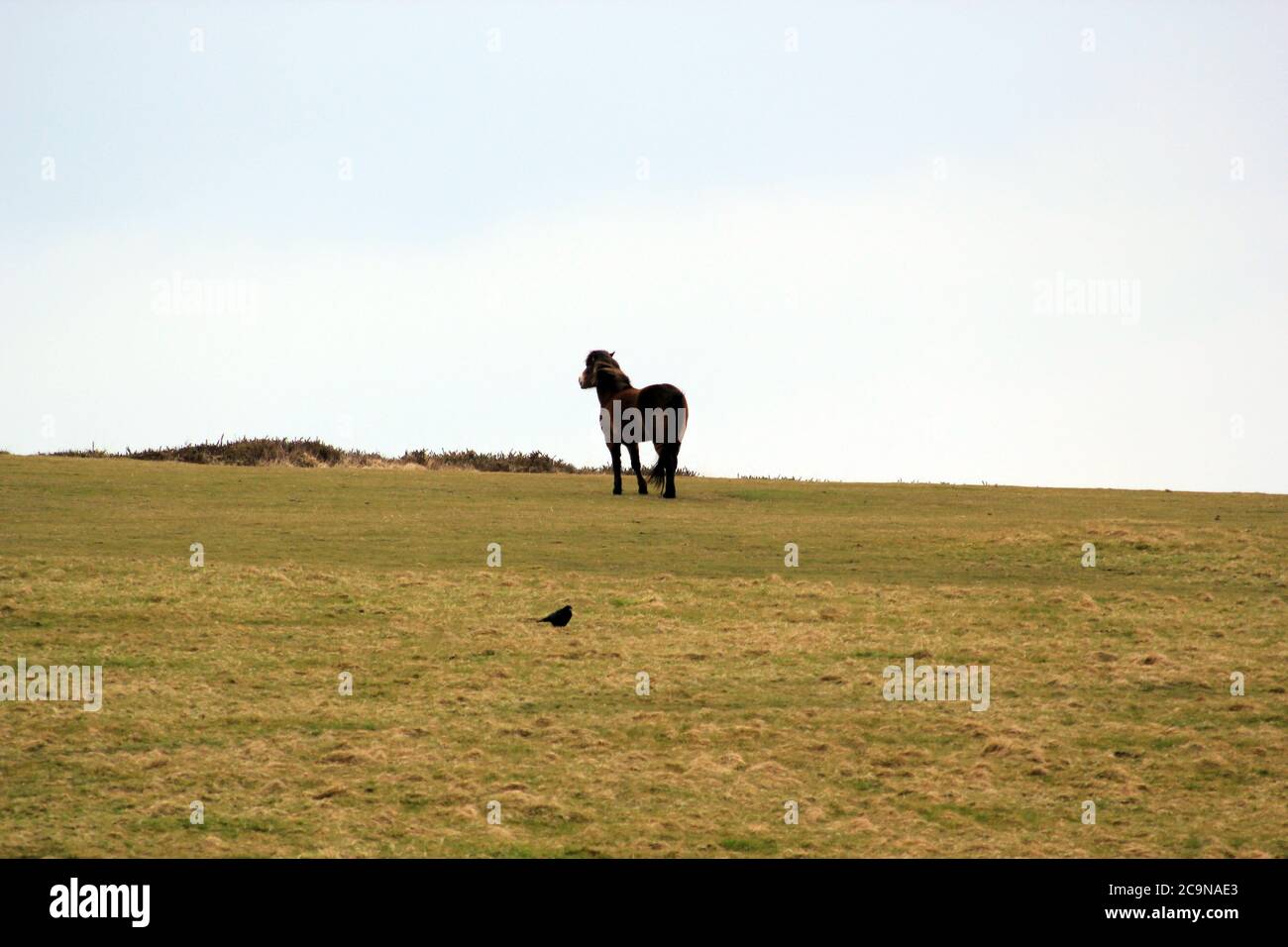 Exmoor Pony or ponies are a breed of horses native to the British isles ...