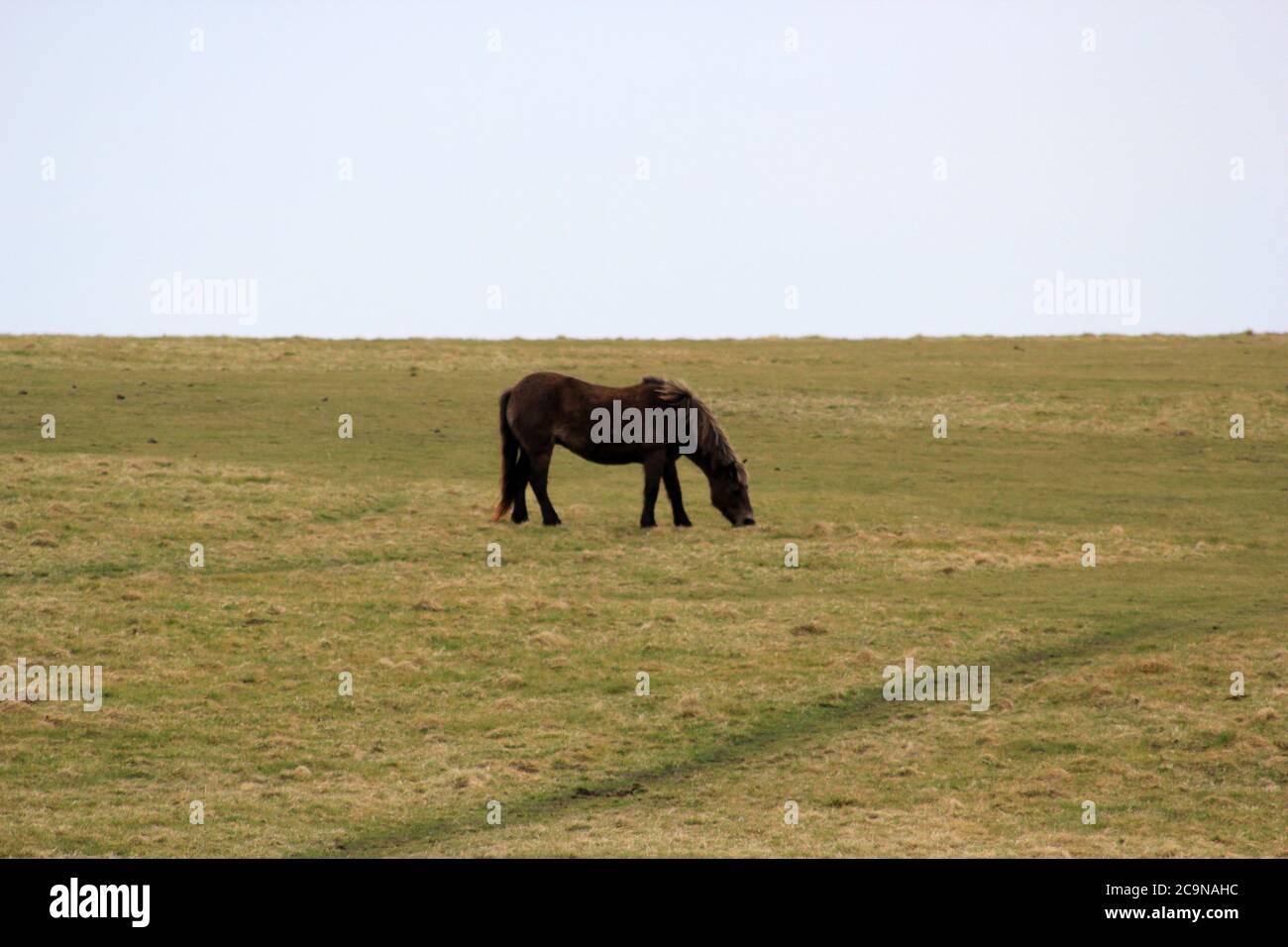 Exmoor Pony or ponies are a breed of horses native to the British isles ...