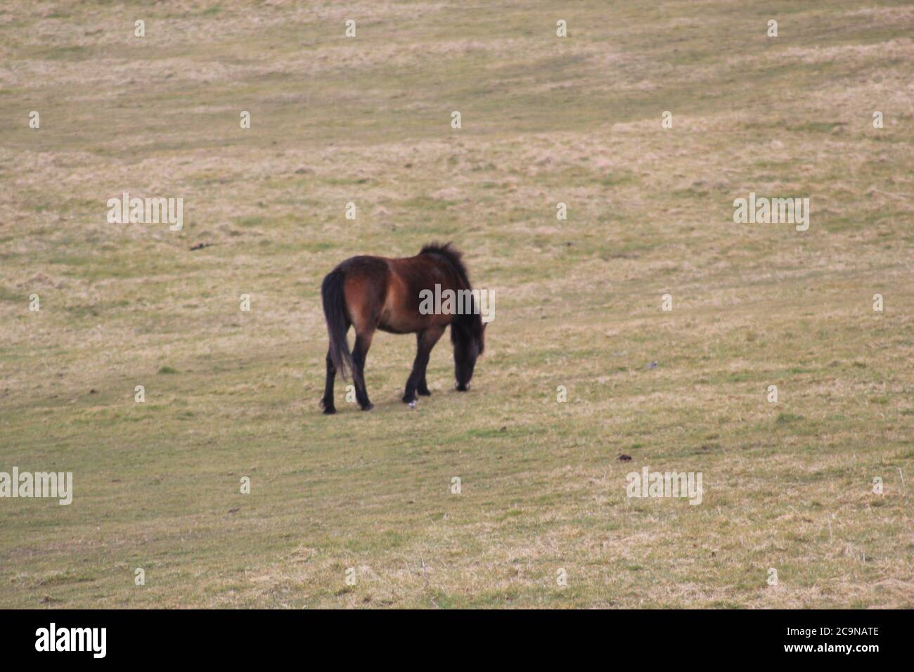 Exmoor Pony or ponies are a breed of horses native to the British isles ...