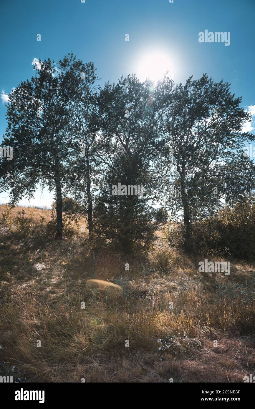 Sun over the tops of tall trees growing on a hill, landscape Stock ...
