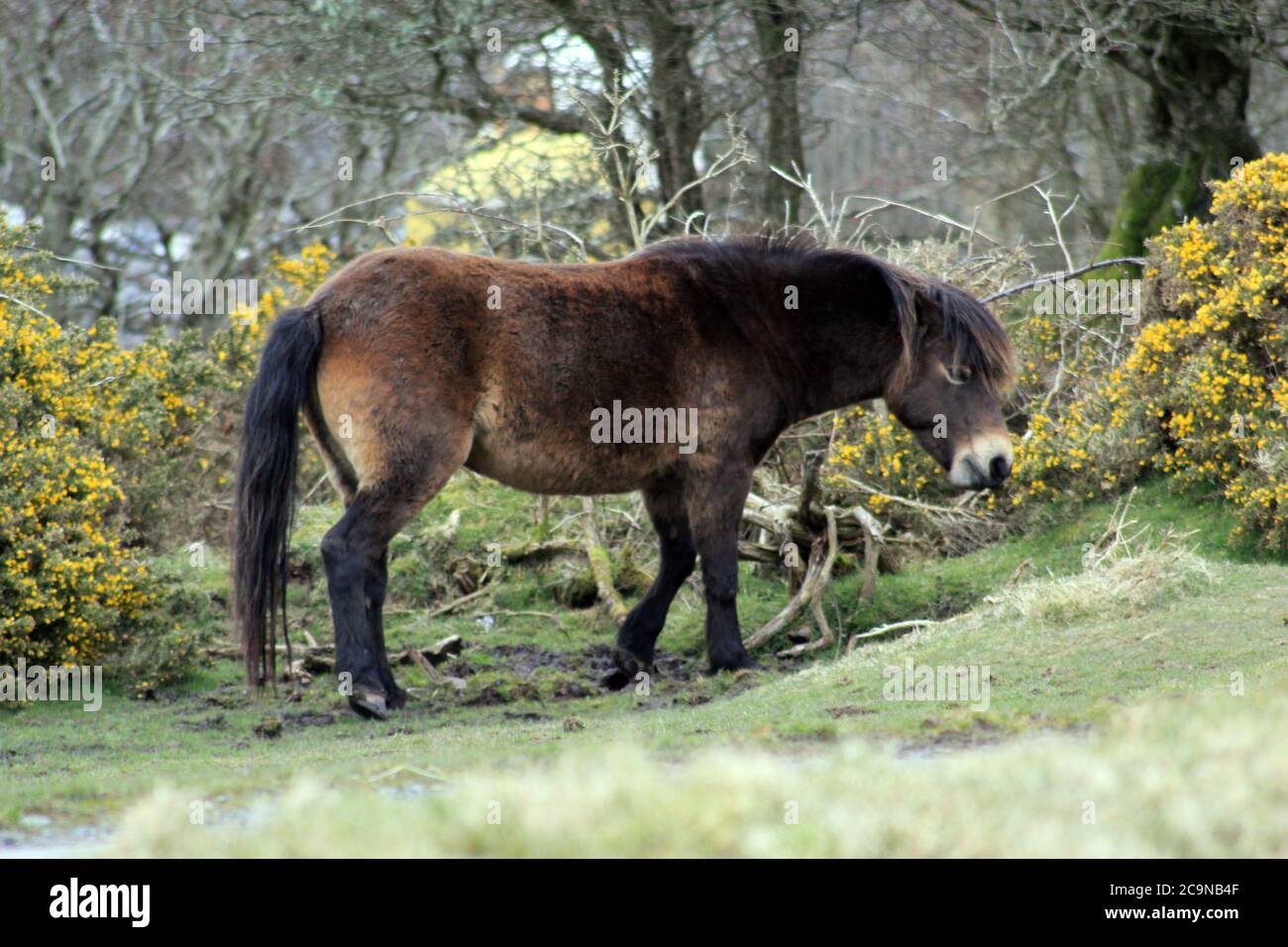 Exmoor Pony or ponies are a breed of horses native to the British isles ...