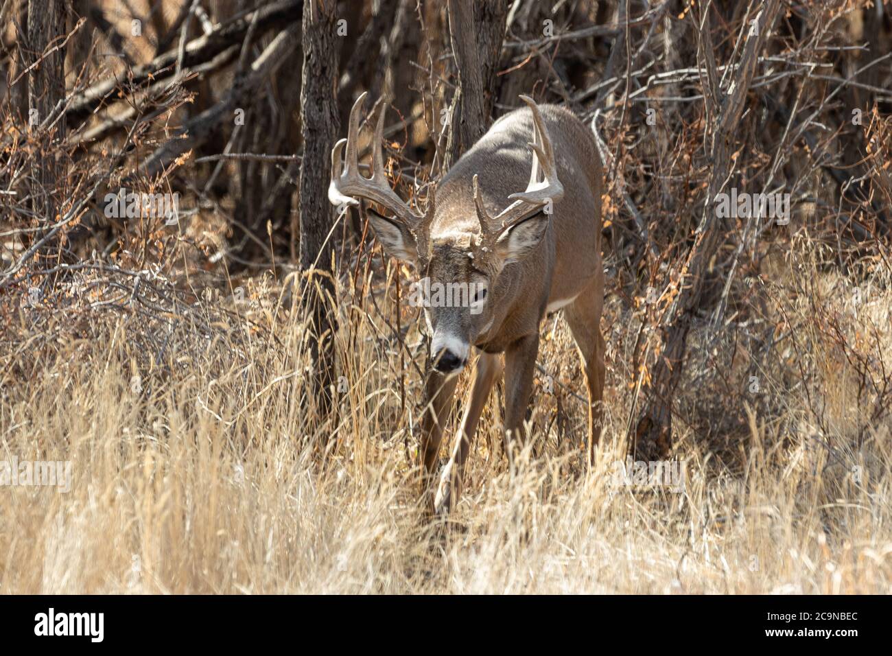 Whitetail Deer Buck in the Fall Rut Stock Photo - Alamy