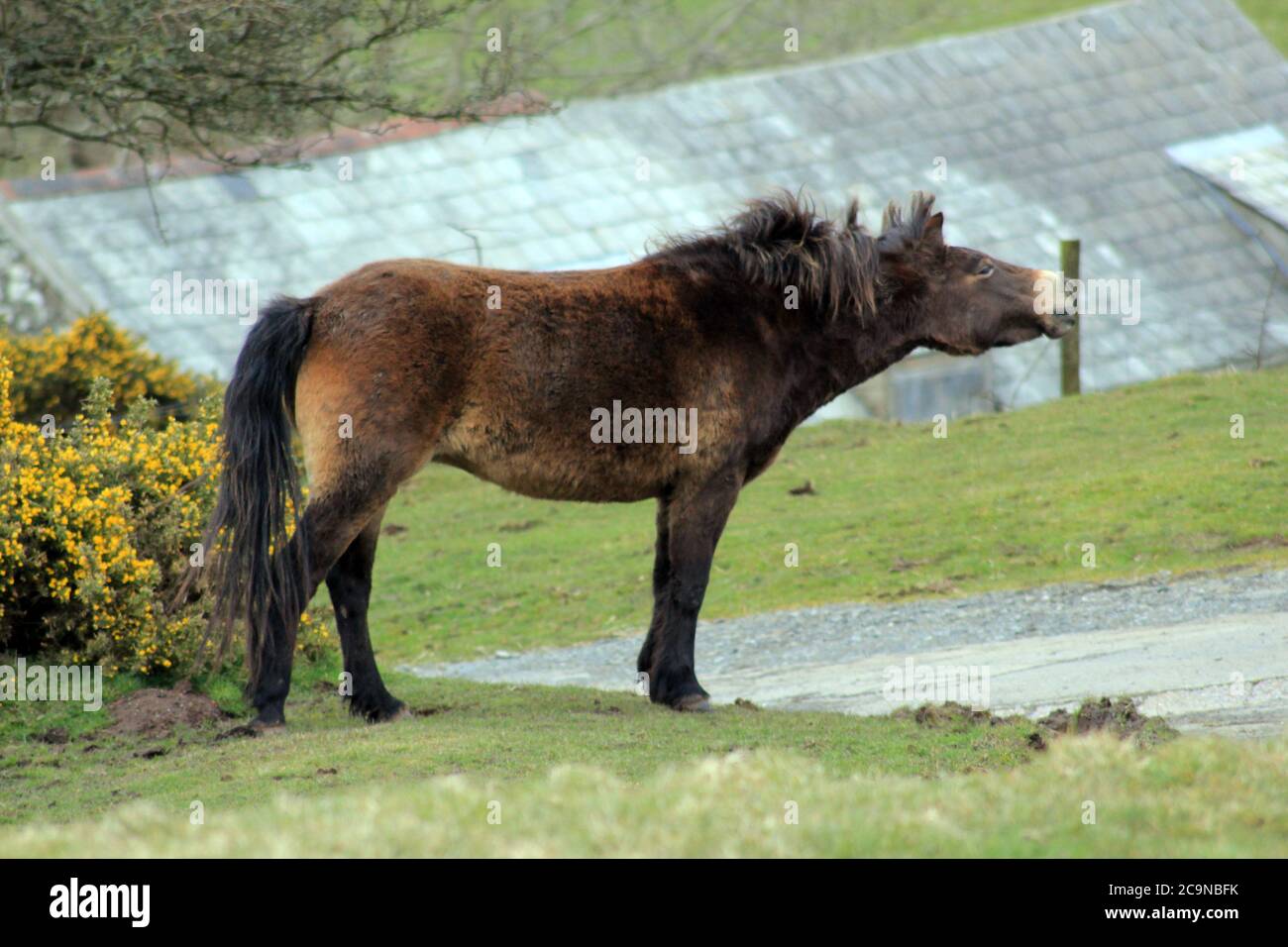 Exmoor Pony or ponies are a breed of horses native to the British isles ...