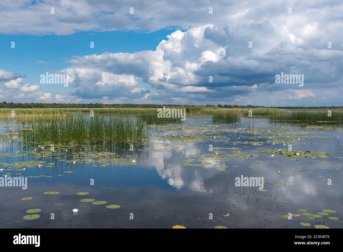 Swamp drainage hi-res stock photography and images - Alamy