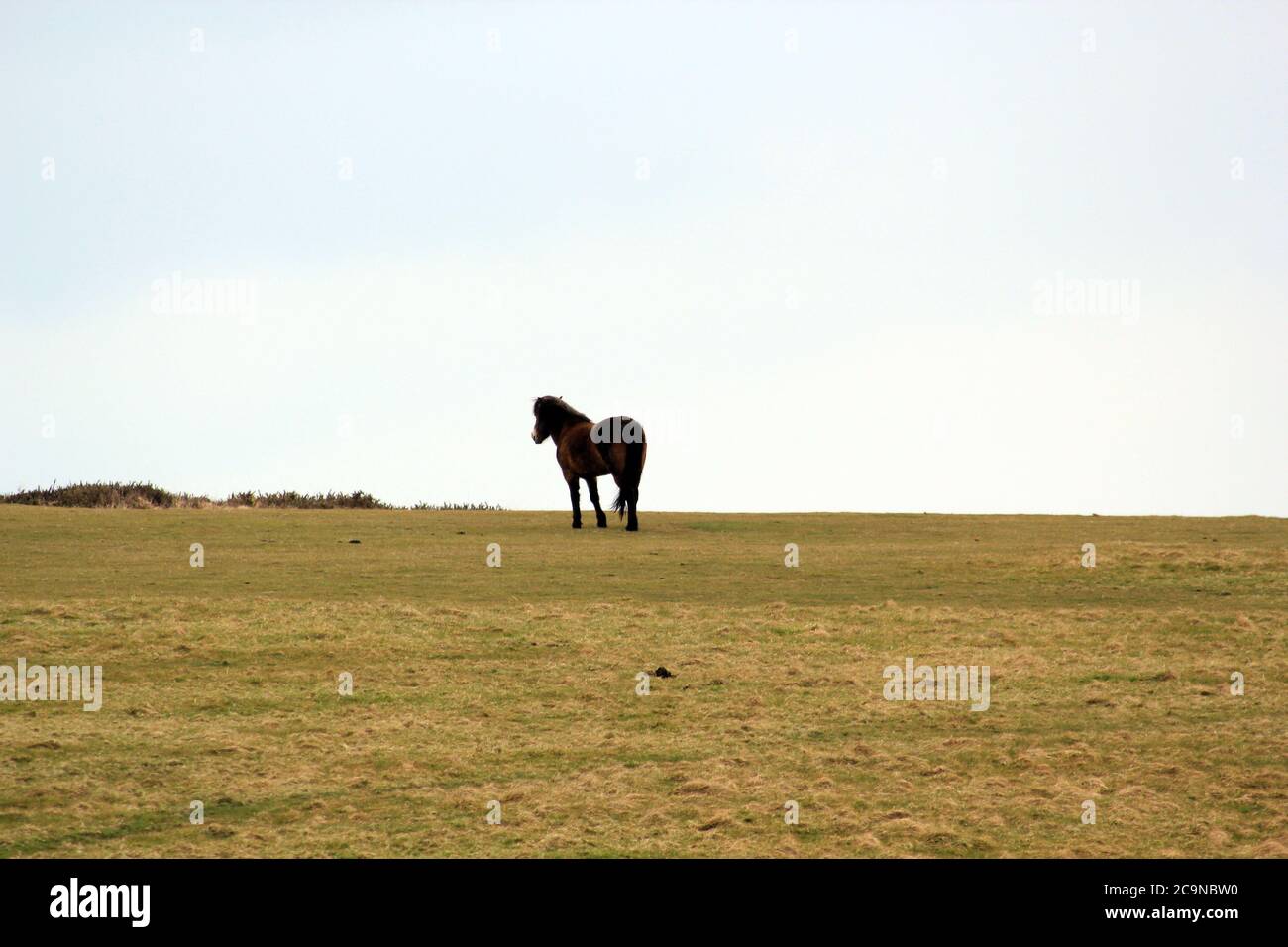Exmoor Pony or ponies are a breed of horses native to the British isles ...