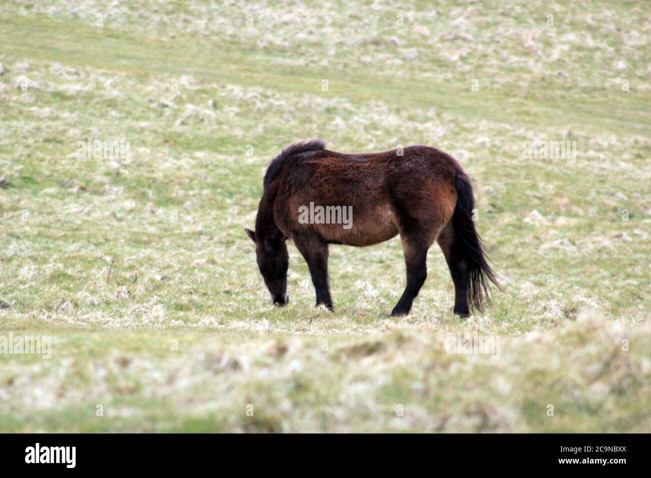 Exmoor Pony or ponies are a breed of horses native to the British isles ...