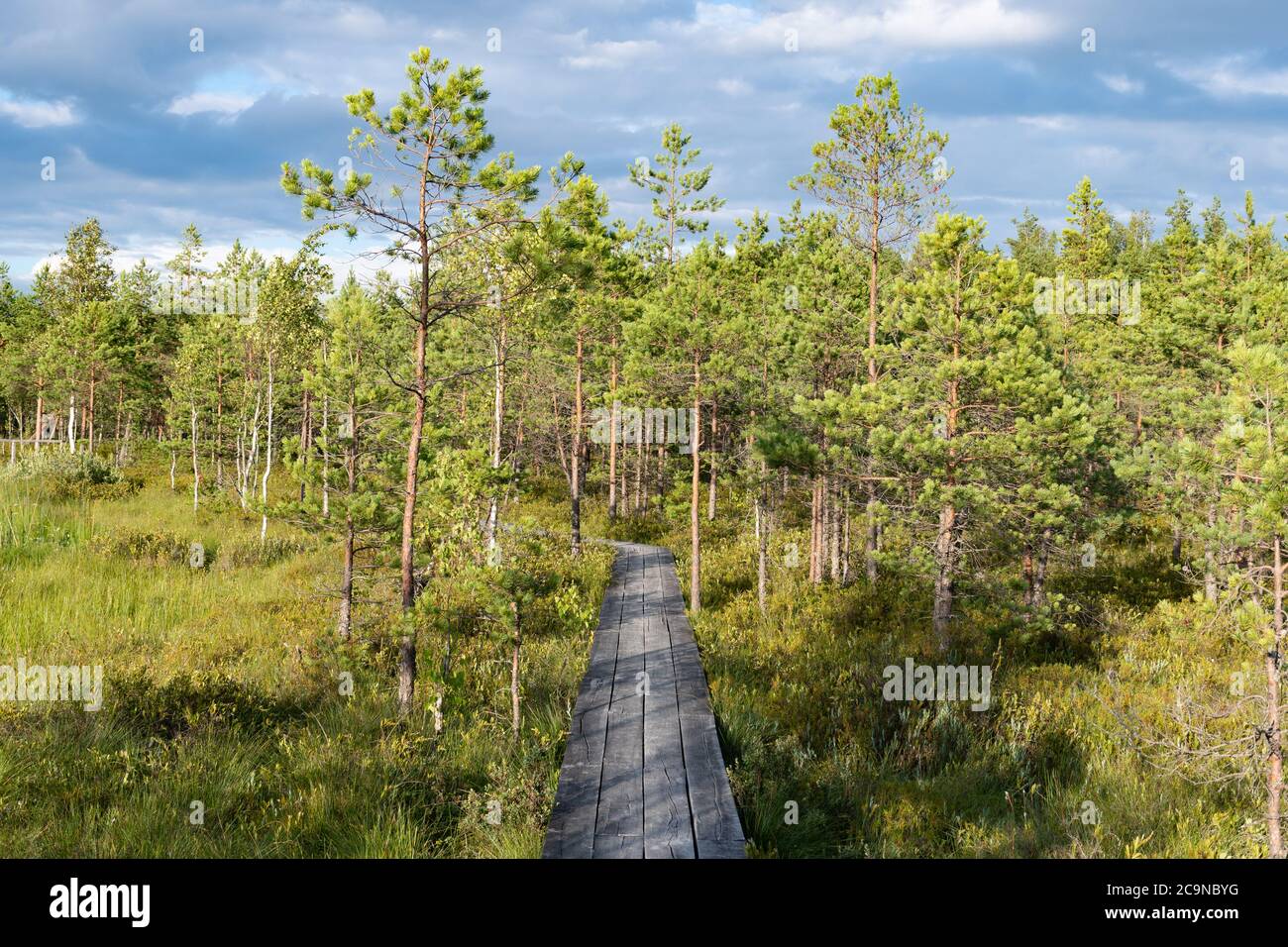 Wooden path in beautiful pine tree forest Stock Photo - Alamy