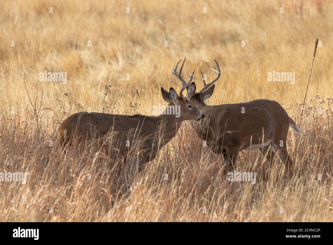 Whitetail Deer Buck in the Fall Rut Stock Photo - Alamy