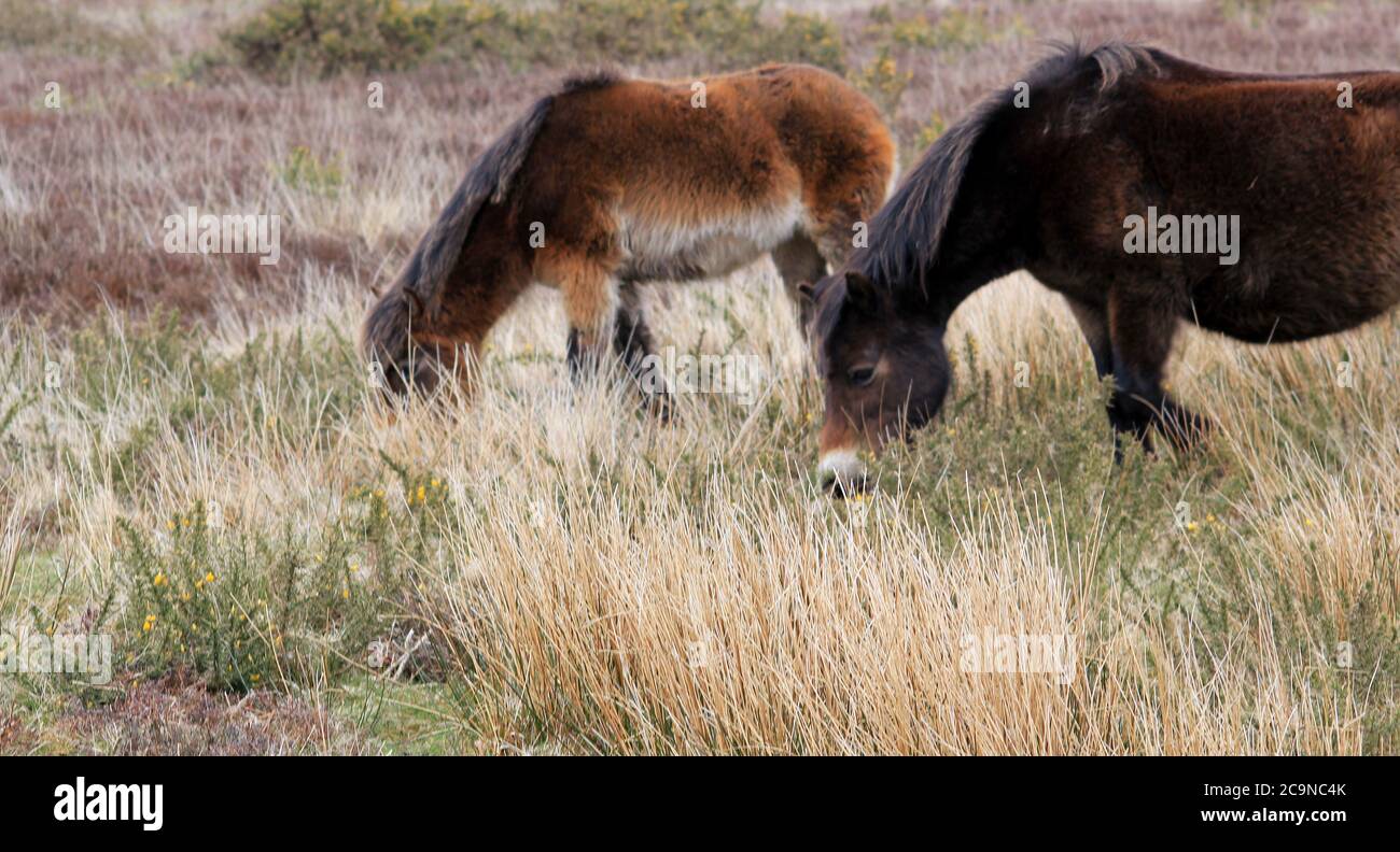 Exmoor Pony or ponies are a breed of horses native to the British isles ...