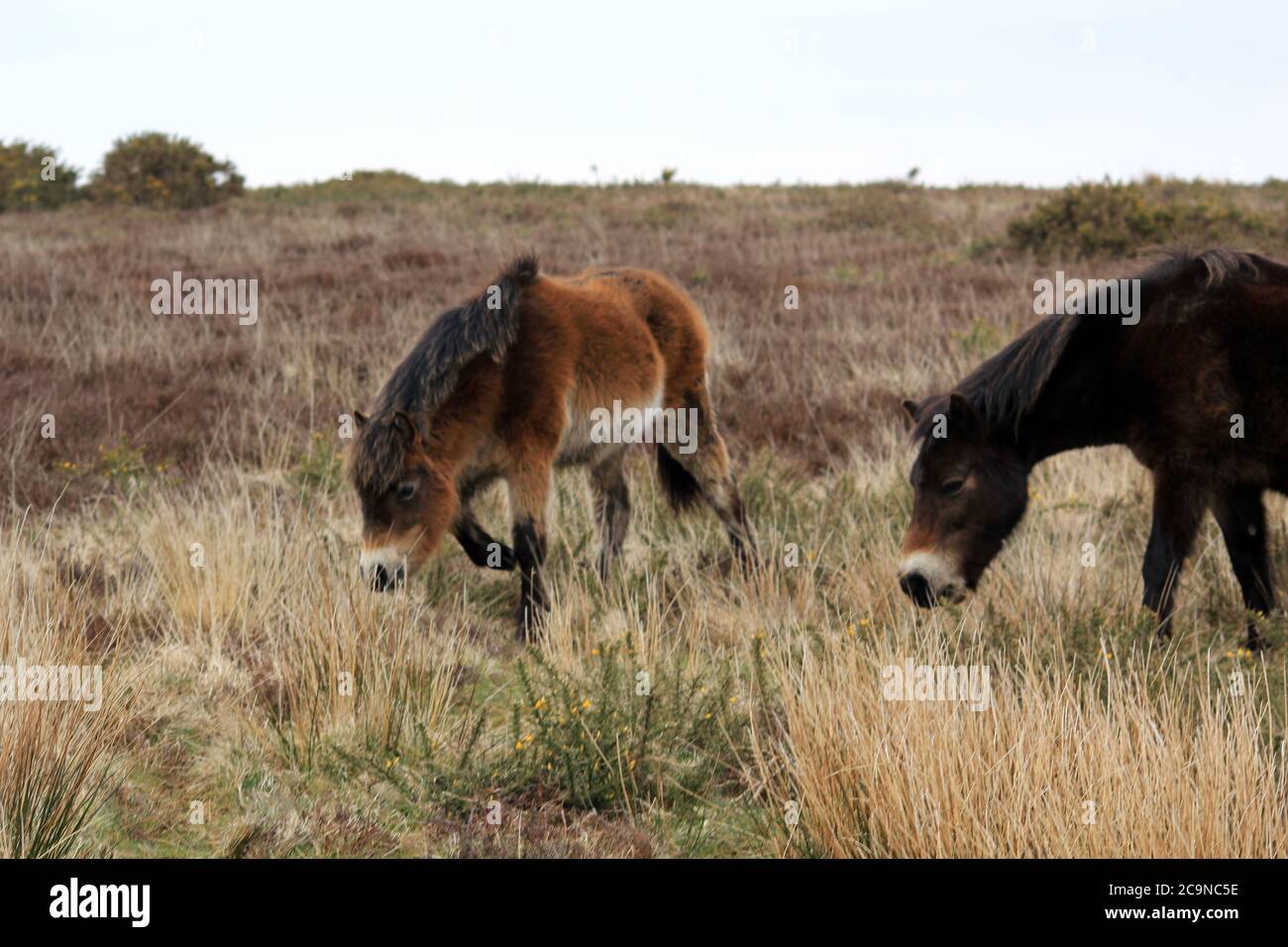 Exmoor Pony or ponies are a breed of horses native to the British isles ...