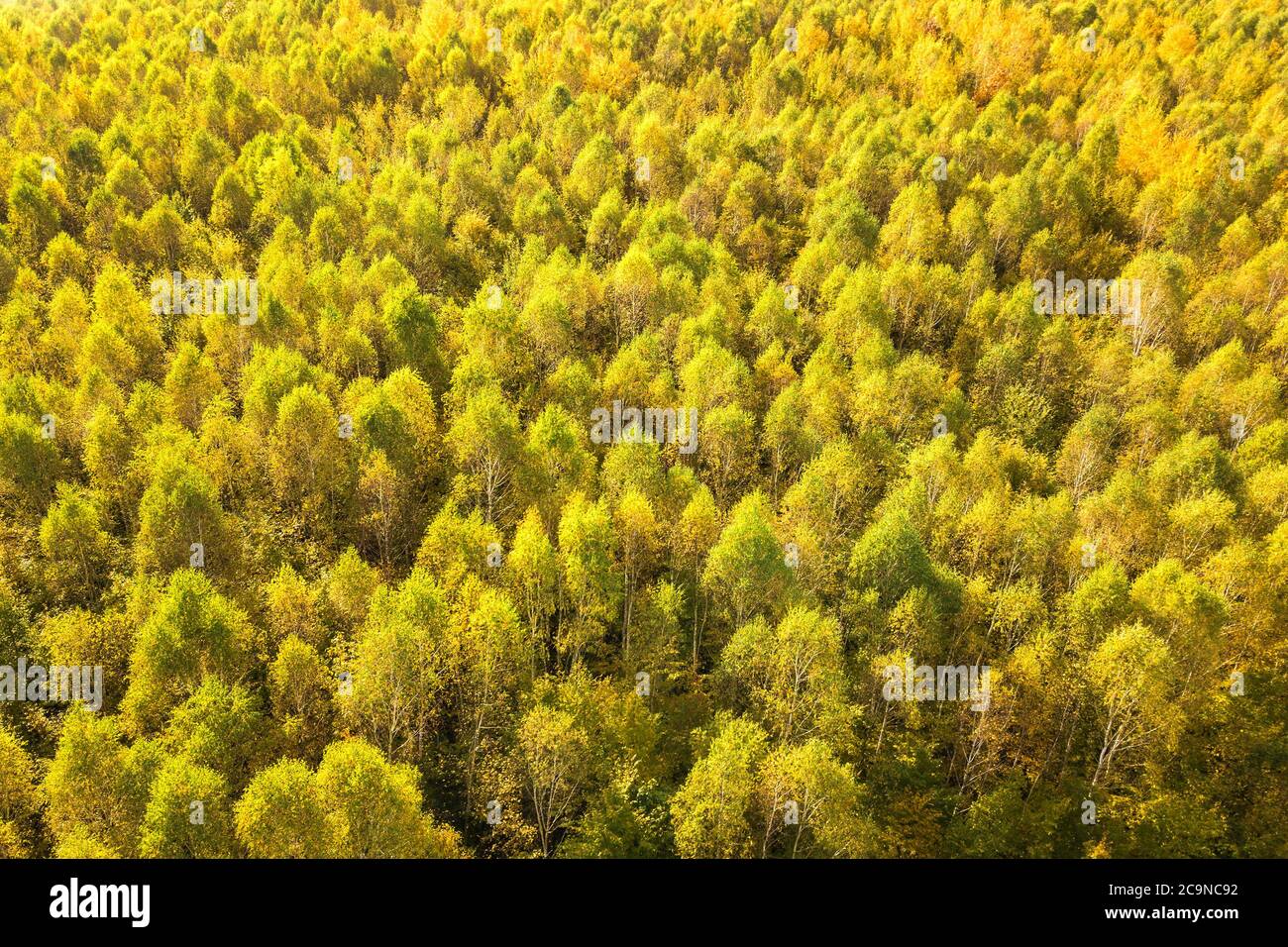Top down aerial view of green and yellow canopies in autumn forest with ...
