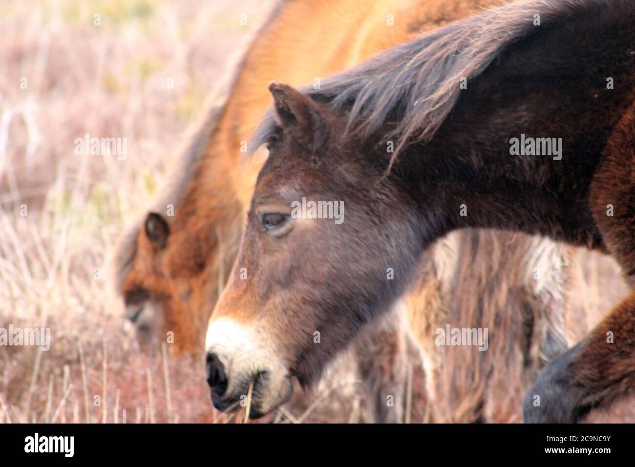 Exmoor Pony or ponies are a breed of horses native to the British isles ...