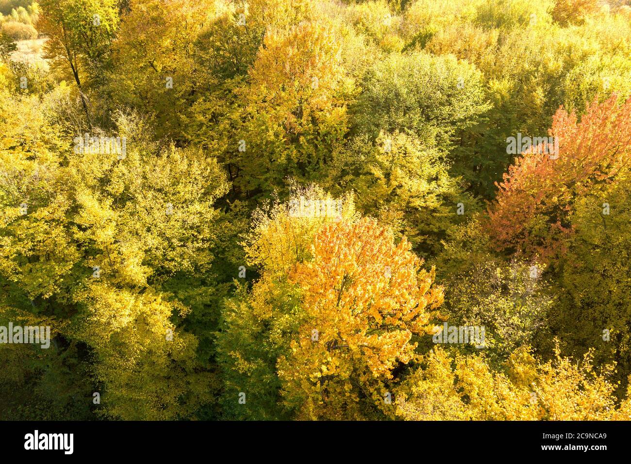 Top down aerial view of green and yellow canopies in autumn forest with ...