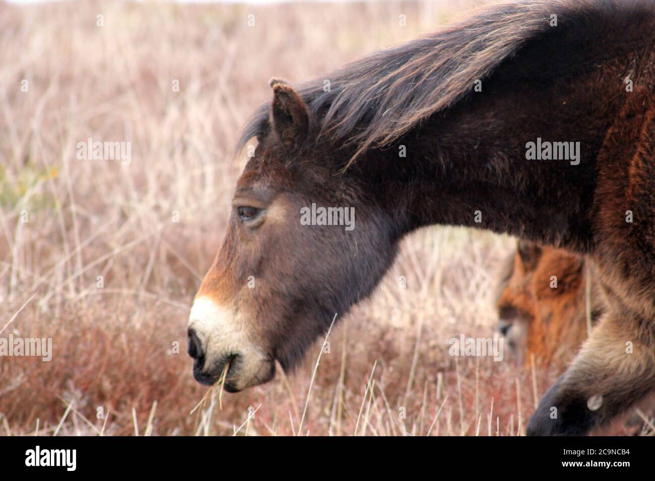 Exmoor Pony or ponies are a breed of horses native to the British isles ...