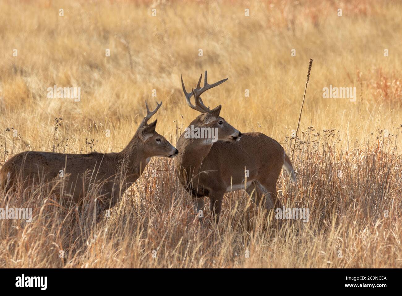 Whitetail Deer Buck in the Fall Rut Stock Photo - Alamy