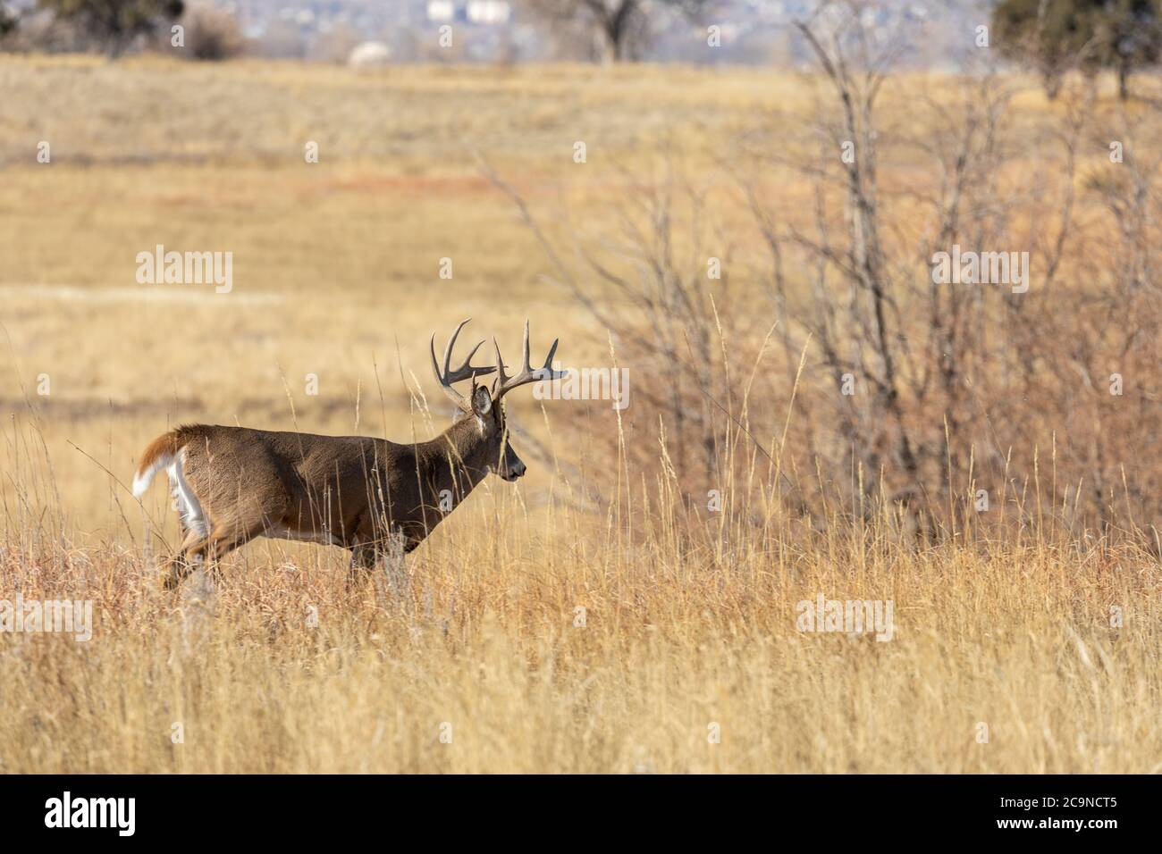 Whitetail Deer Buck in the Fall Rut Stock Photo - Alamy
