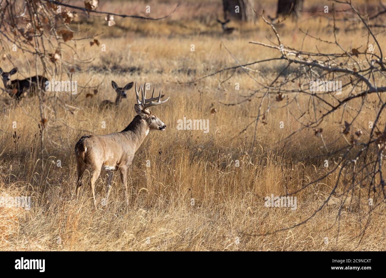 Whitetail Deer Buck in the Fall Rut Stock Photo - Alamy