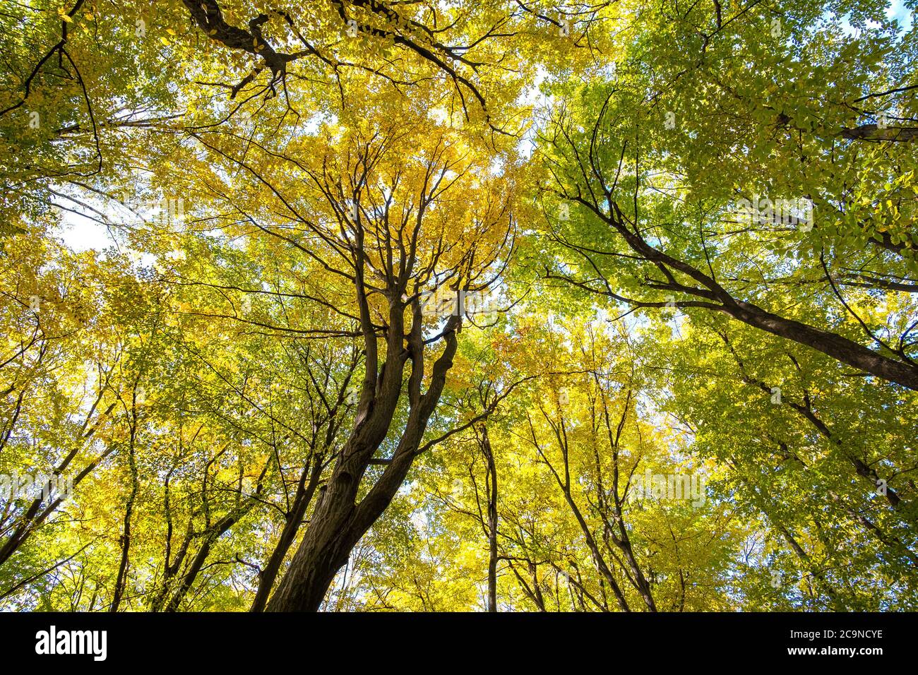 Perspective from down to up view of autumn forest with bright orange ...