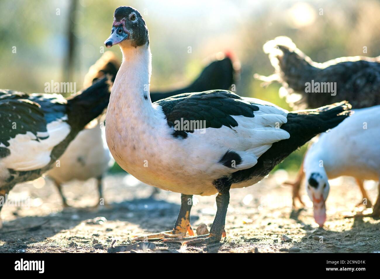 Ducks feed on traditional rural barnyard. Detail of a duck head. Close ...