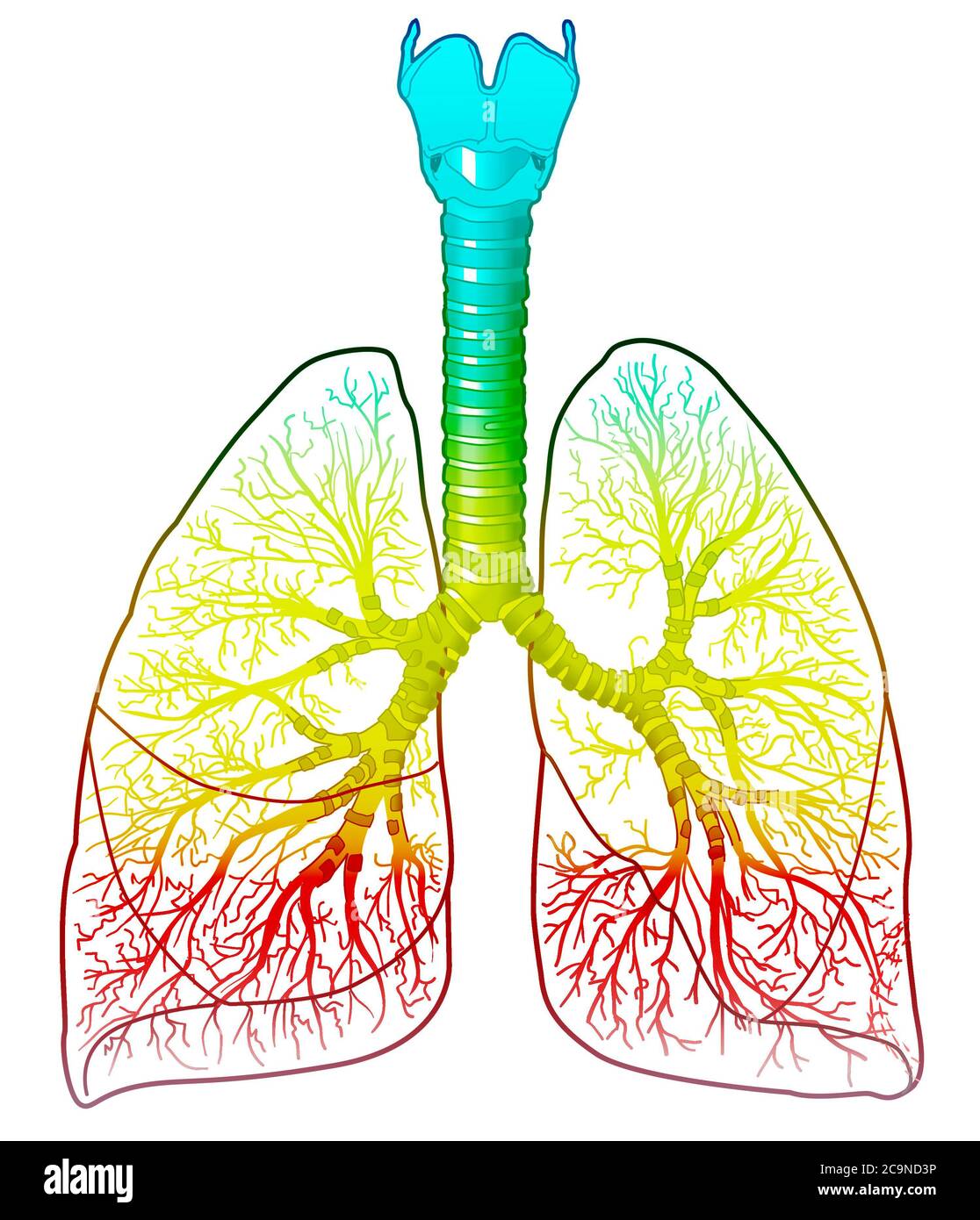 Illustration showing human lungs anatomy with trachea, left and right ...