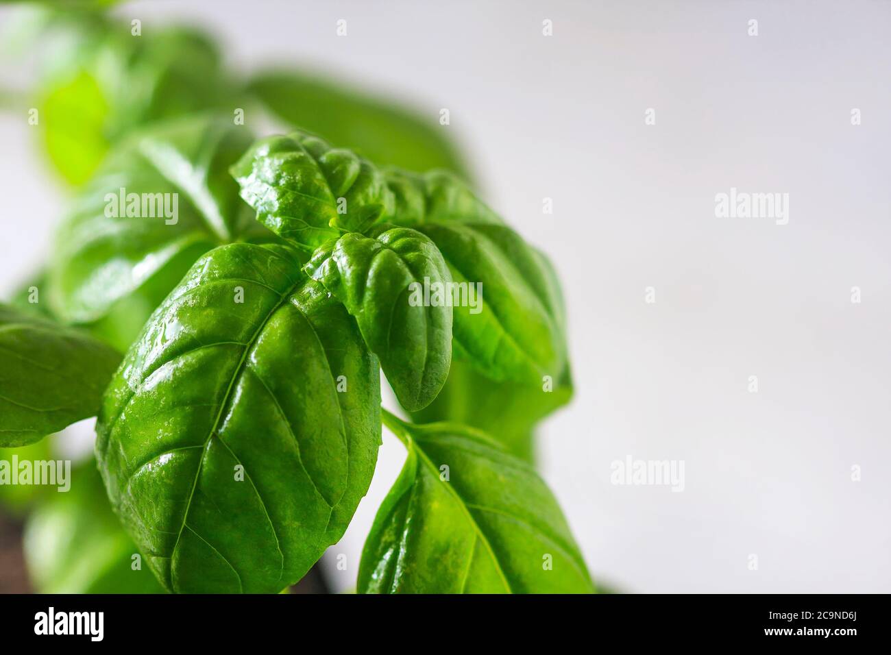 Basil. Fresh green leaves of organic basil close-up. Healthy eating ...