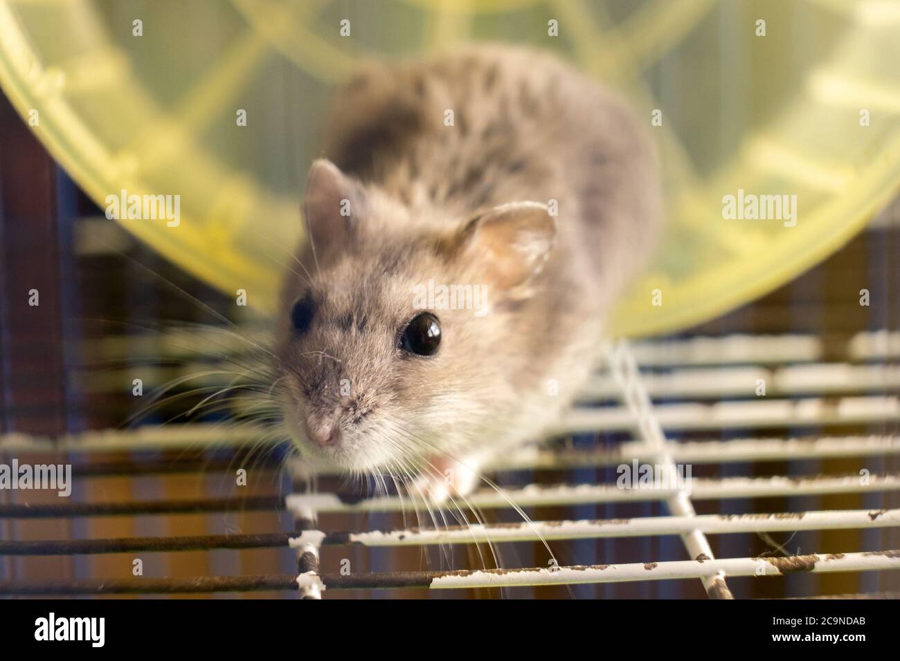 Small gray jungar hamster rat in yellow home cage Stock Photo - Alamy