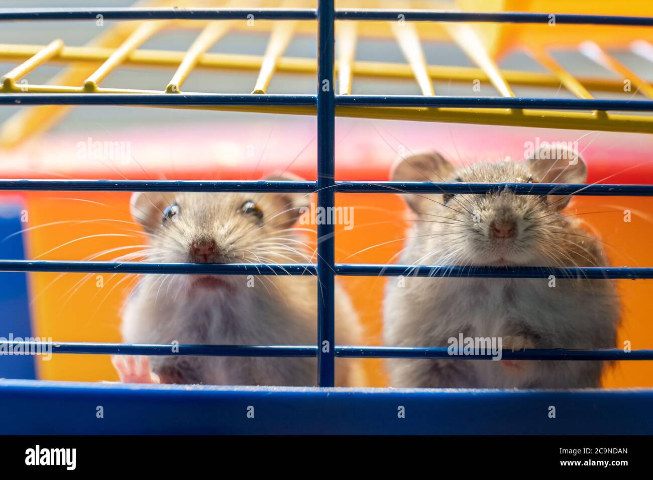 Small gray jungar hamster rats in yellow home cage Stock Photo - Alamy