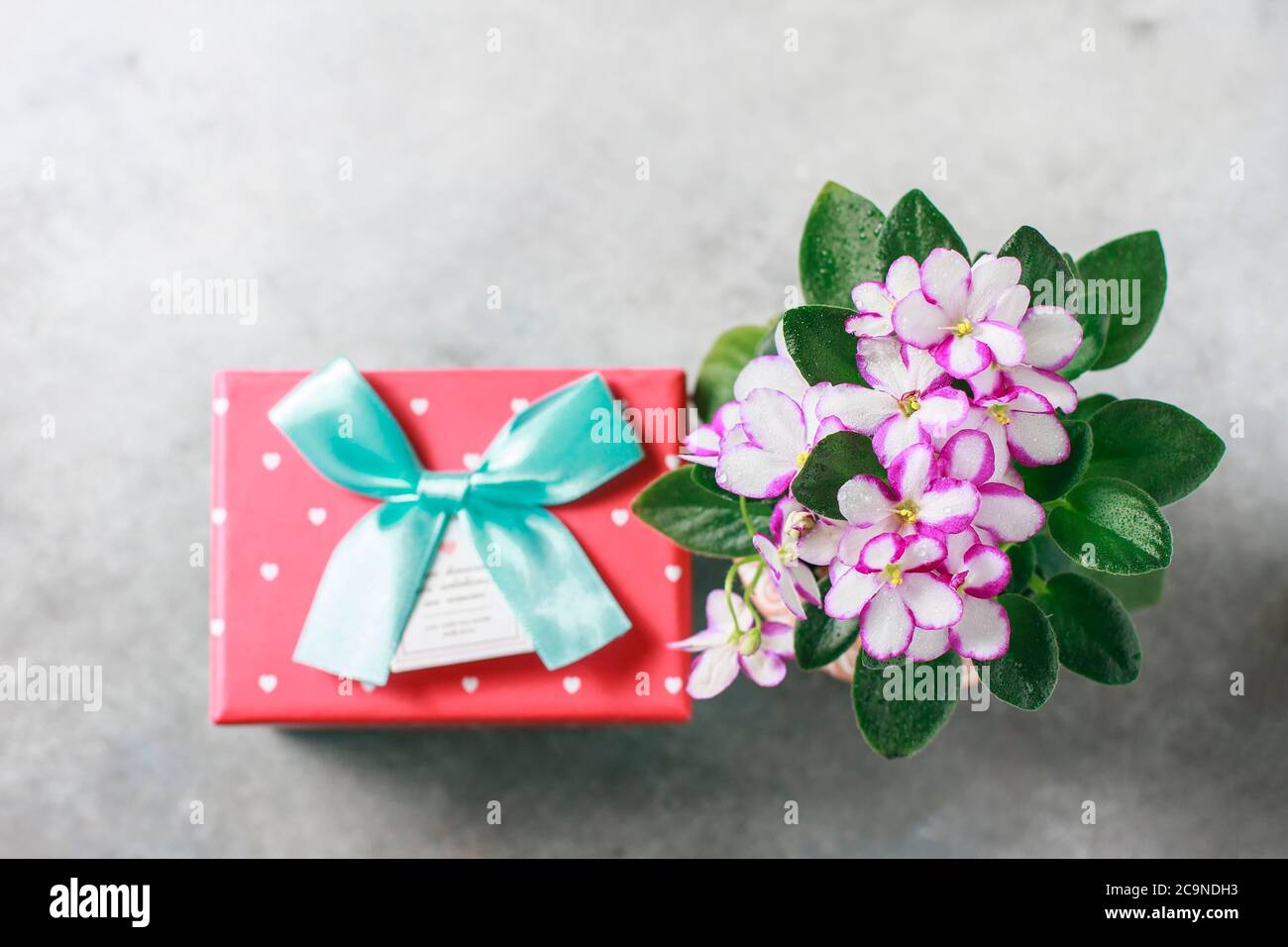Bouquet of violet with gift box on a white background. Selective focus ...