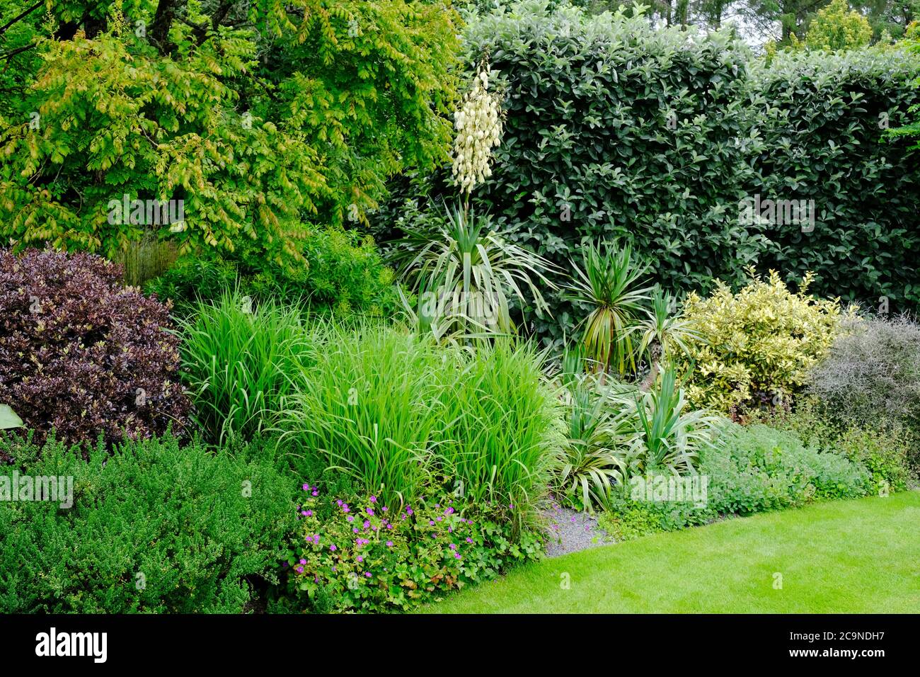 Flowering yucca in an English garden - John Gollop Stock Photo - Alamy