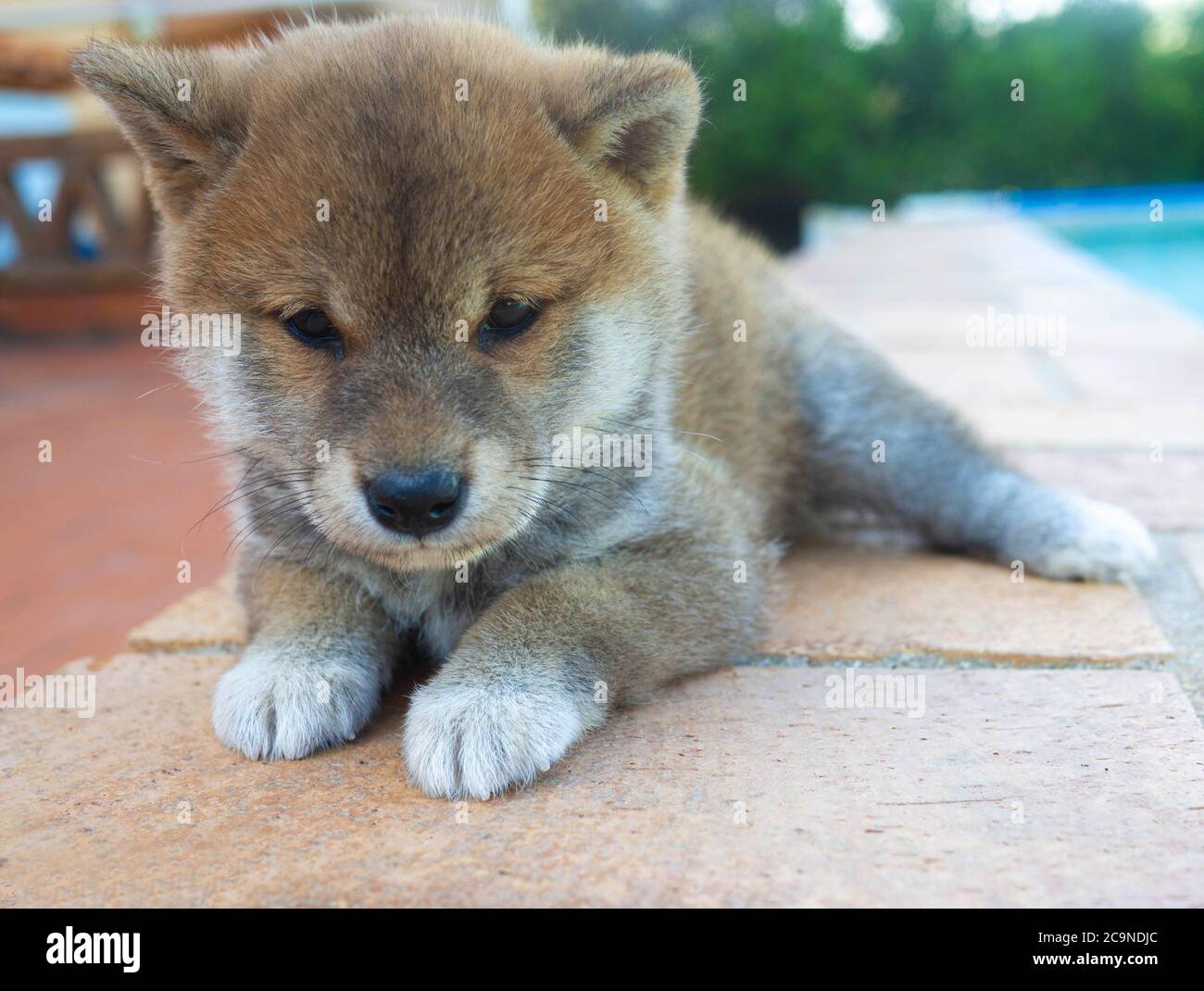 Shiba Inu puppy looks like a little fox Stock Photo - Alamy