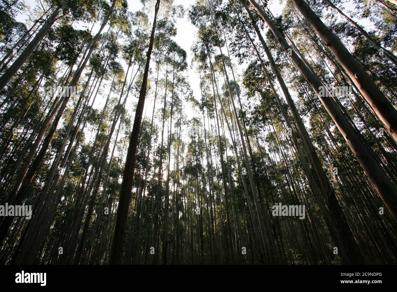 Eucalyptus forest at countryside of Brazil. Wide angle view from below ...