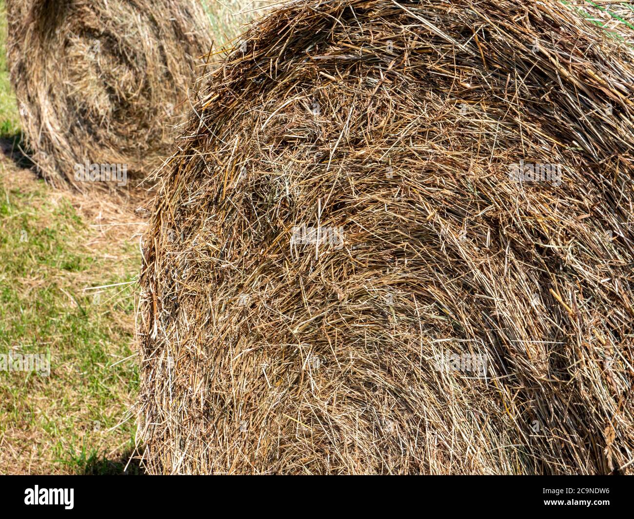 hay bale in the field Stock Photo - Alamy