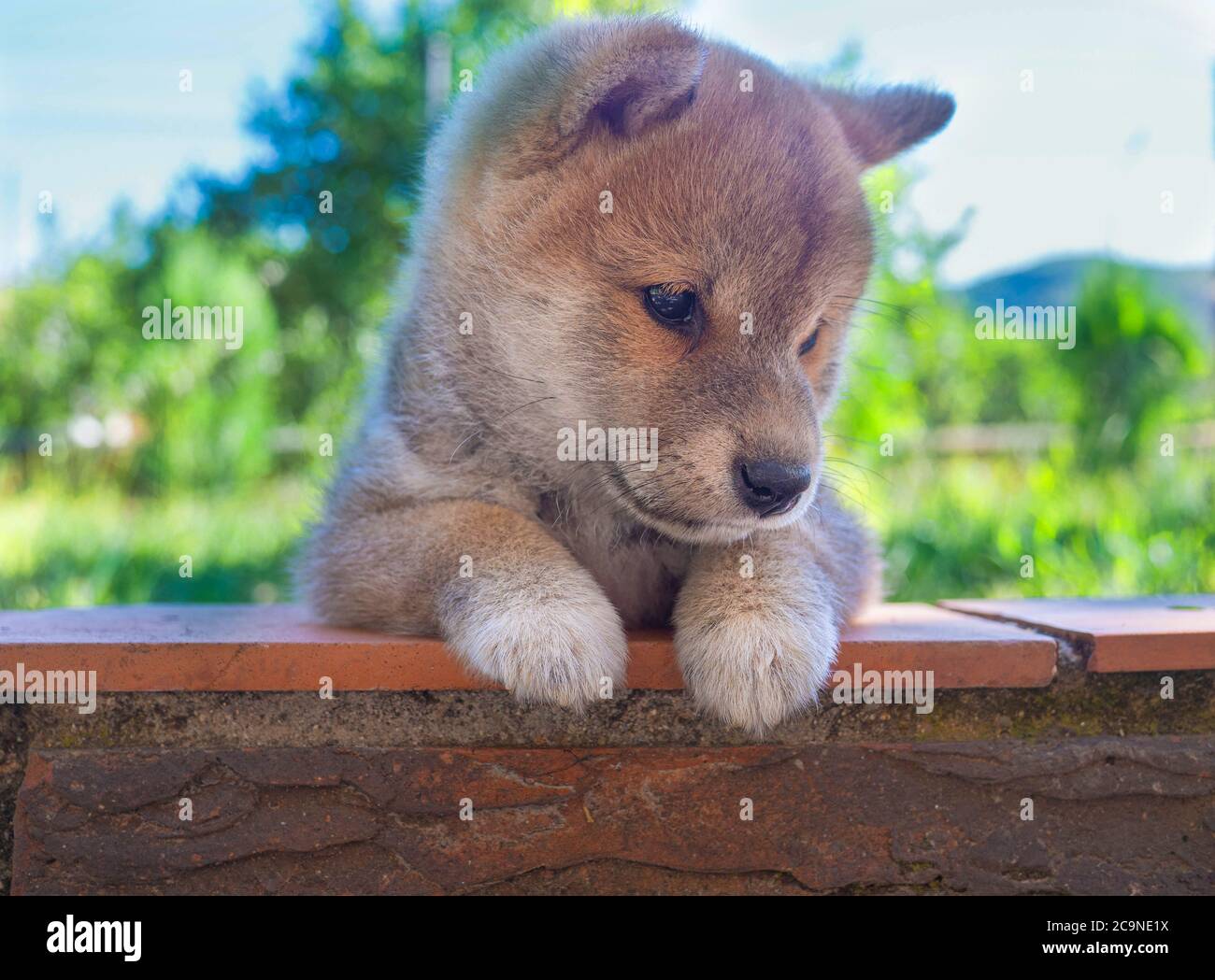 Shiba Inu puppy looks like a little fox Stock Photo - Alamy