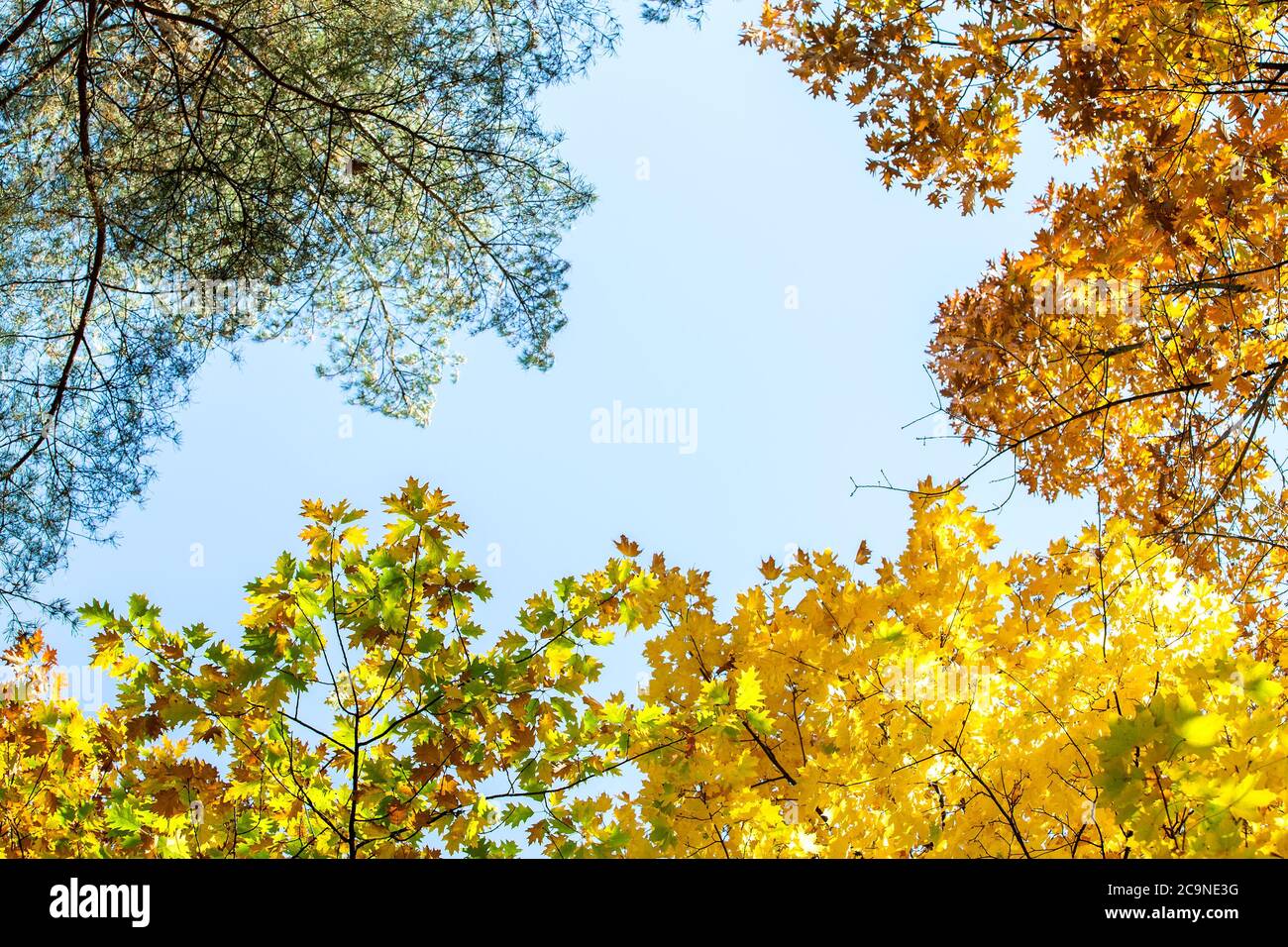 Perspective up view of autumn forest with bright orange and yellow ...
