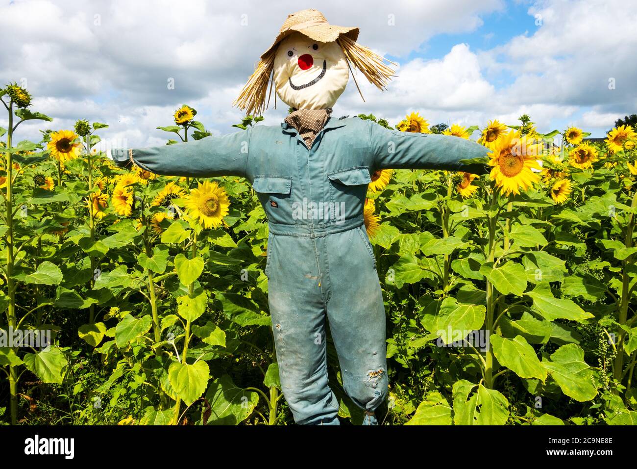 Sunflower Scarecrow High Resolution Stock Photography and Images - Alamy