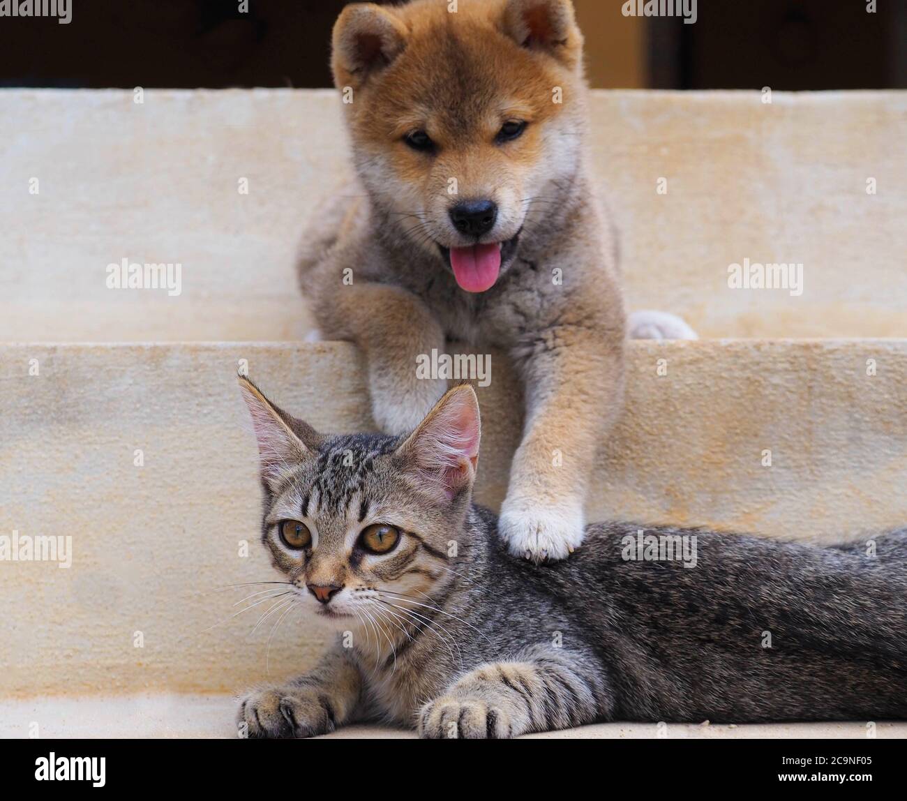 Shiba Inu puppy and his friend striped kitten Stock Photo - Alamy