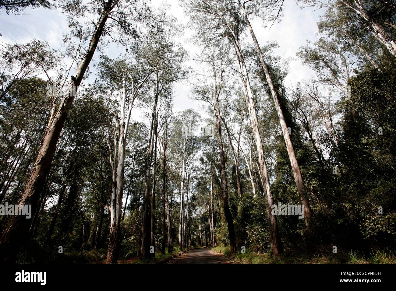 Eucalyptus forest at countryside of Brazil. Wide angle view from below ...