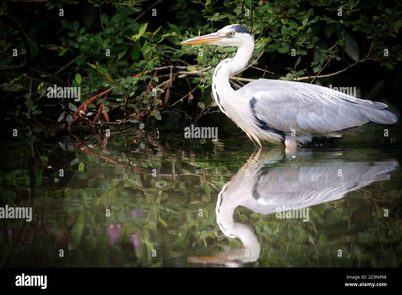 Heron close up with reflection Stock Photo - Alamy
