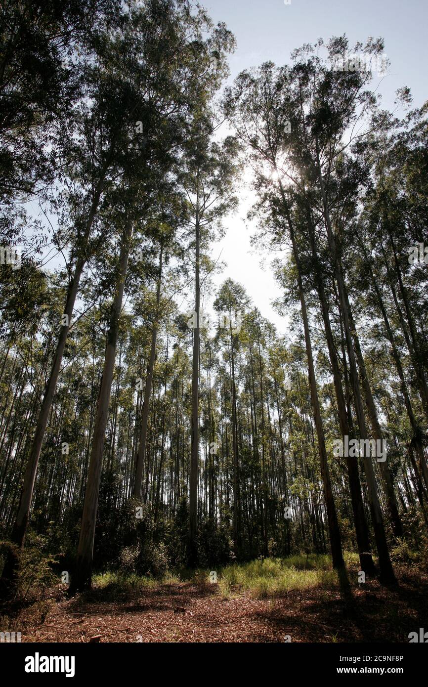 eucalyptus trees for industrial use Stock Photo - Alamy