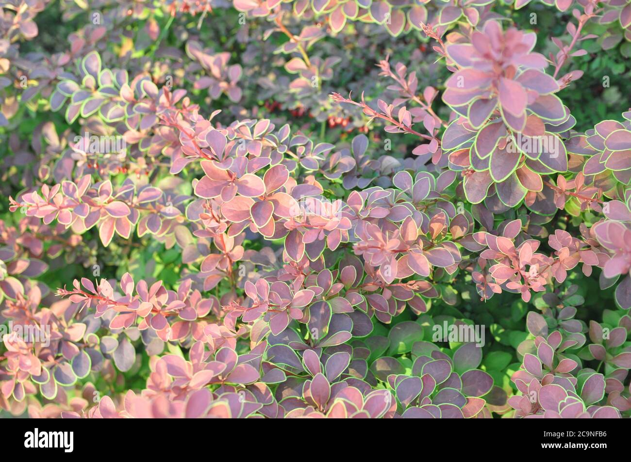 Purple background from the leaves of Japanese barberry barberry ...